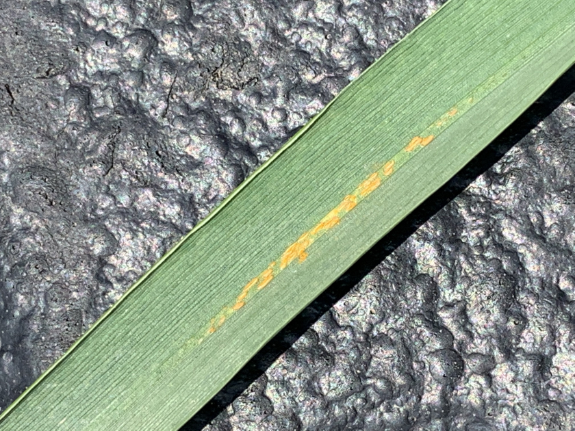 Wheat Stripe Rust - Blog - Tyree Ag